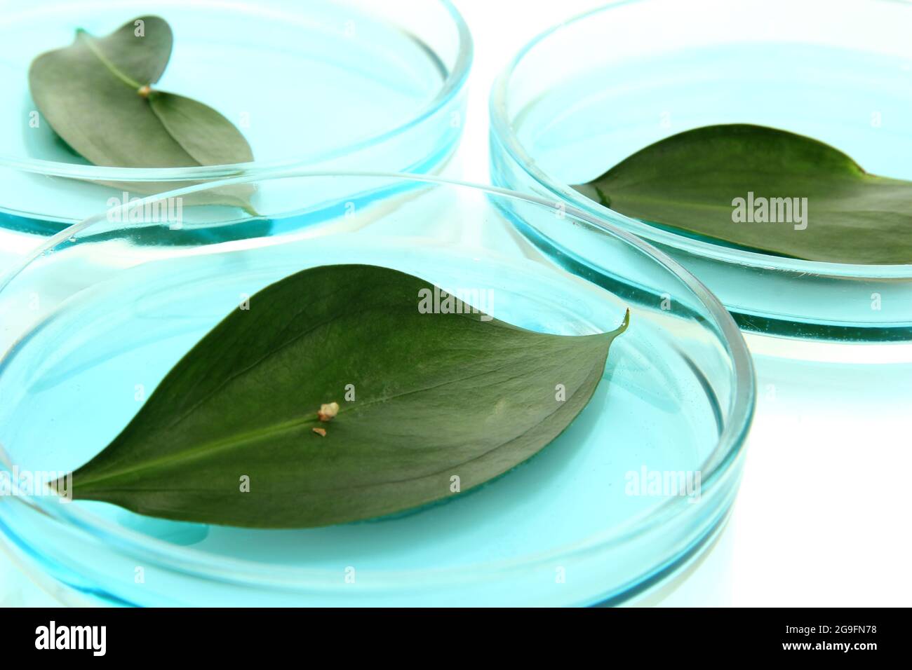 Genetically modified leaves tested in petri dishes isolated on white ...