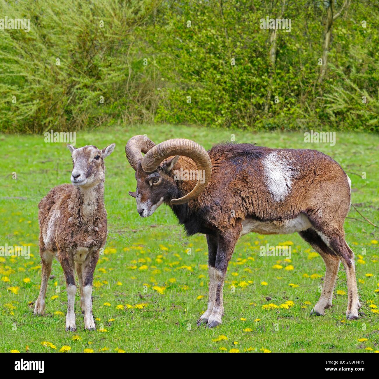 Europe mouflon wild hi-res stock photography and images - Alamy