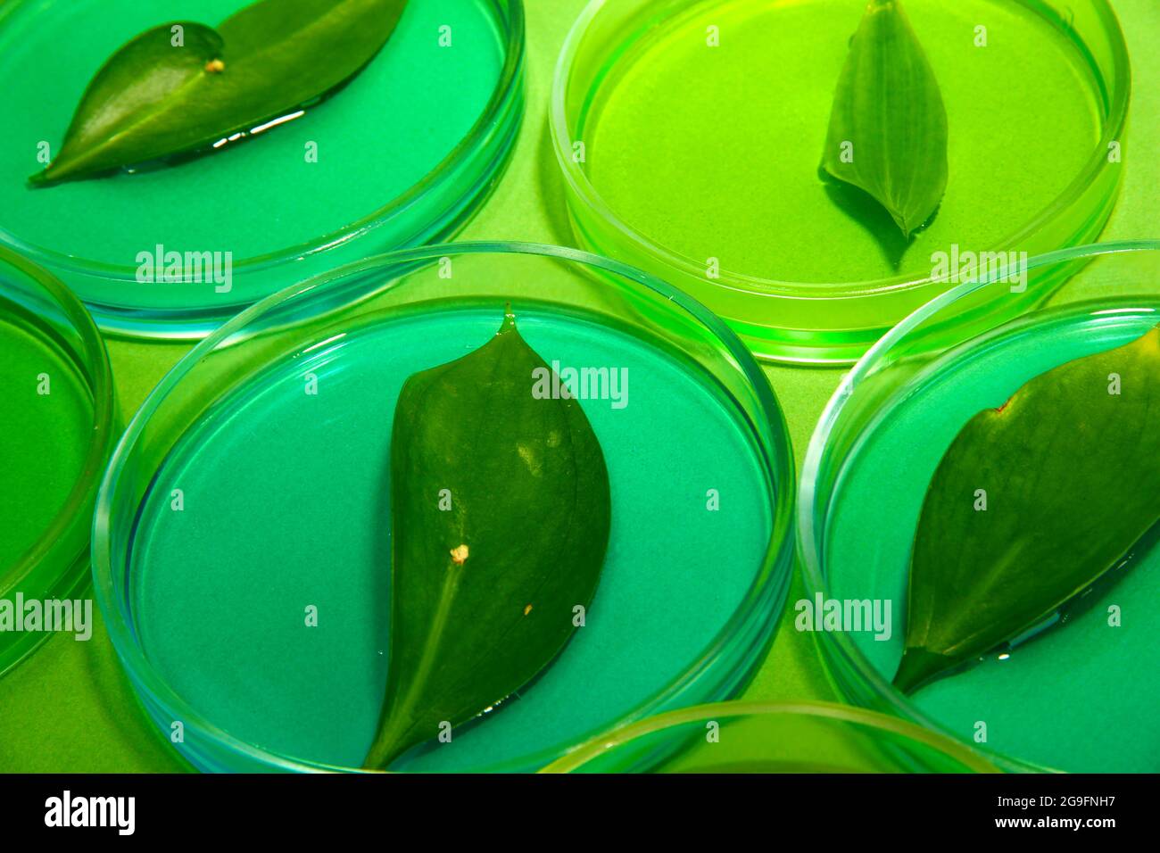 Genetically modified leaves tested in petri dishes, on green background ...