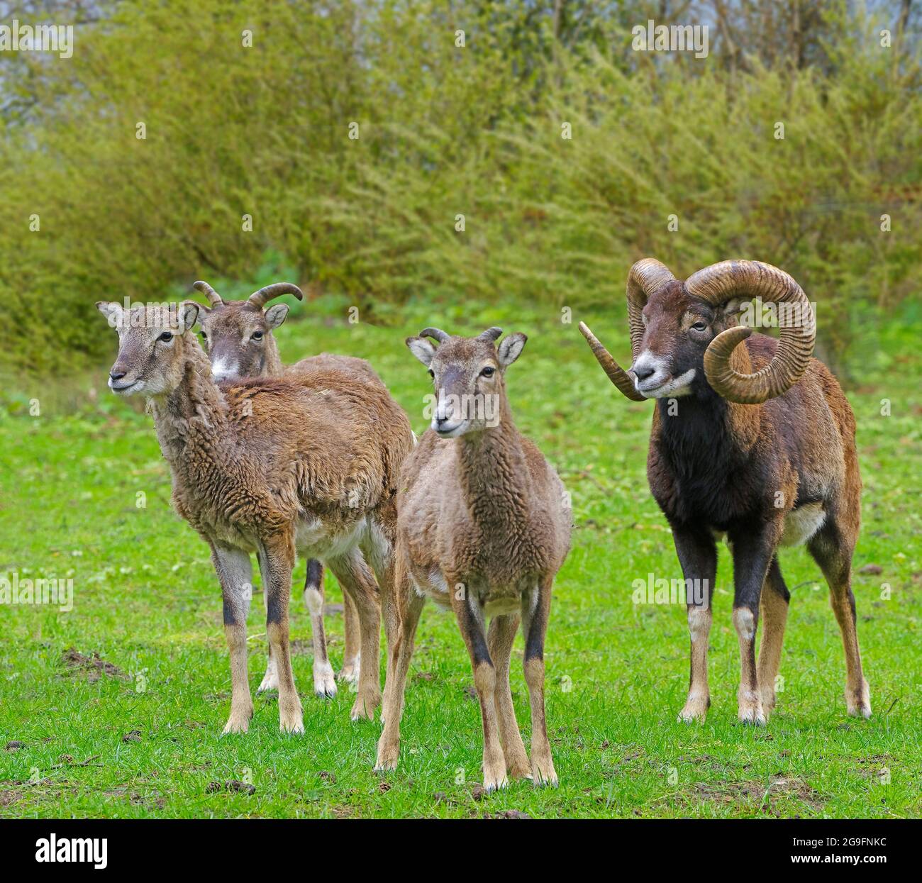 Mouflon (Ovis ammon musimon). Mature ram, two juvenile rams and an ewe ...