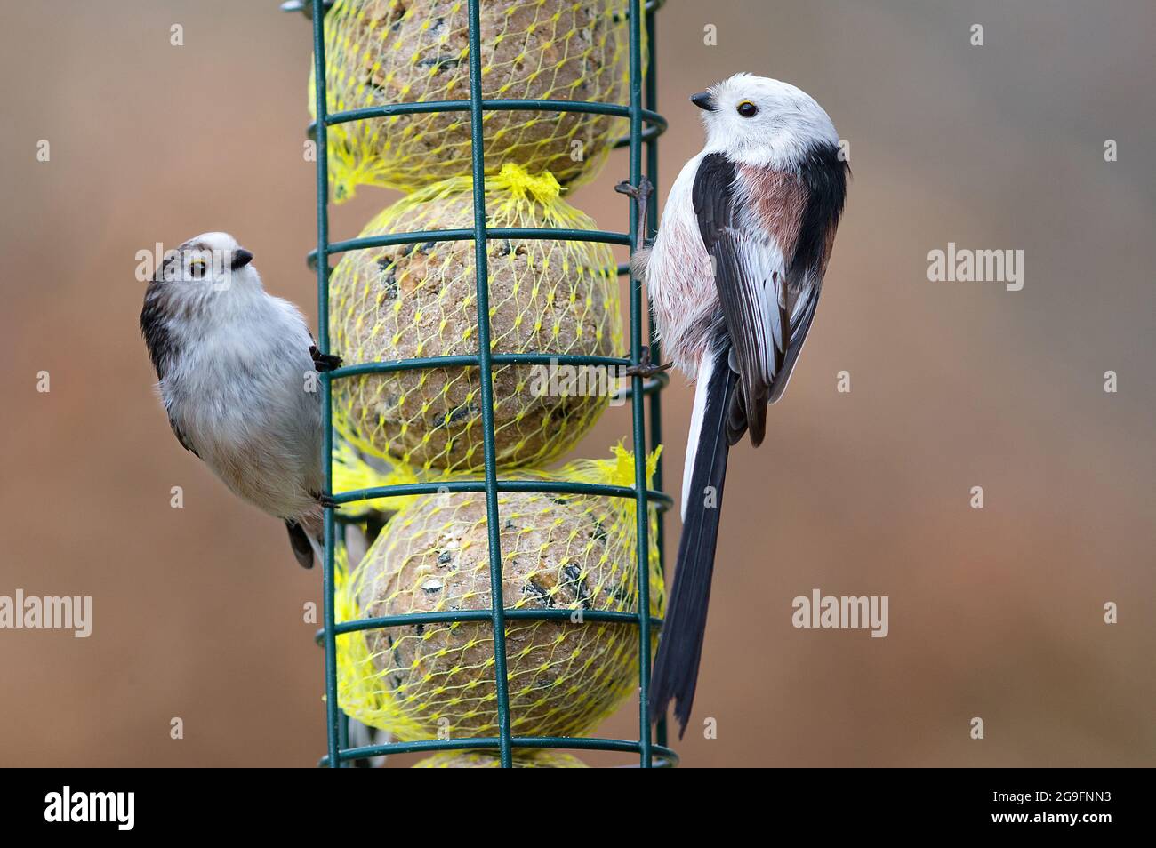 Long-Tailed Tit (Aegithalos caudatus caudatus (right) from Eastern ...