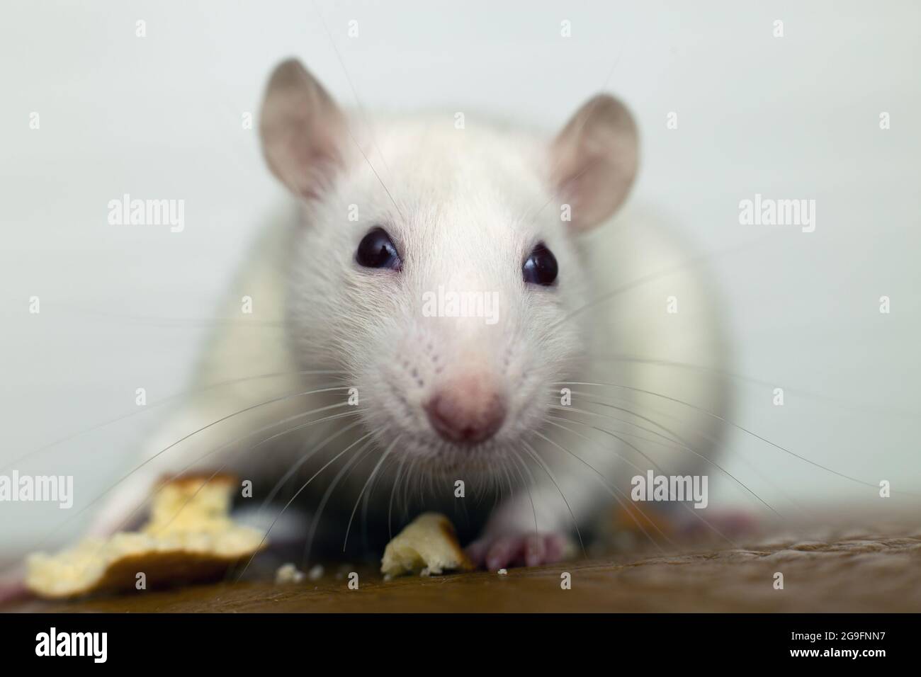 Lab rat , lab mouse, eating hi-res stock photography and images - Alamy