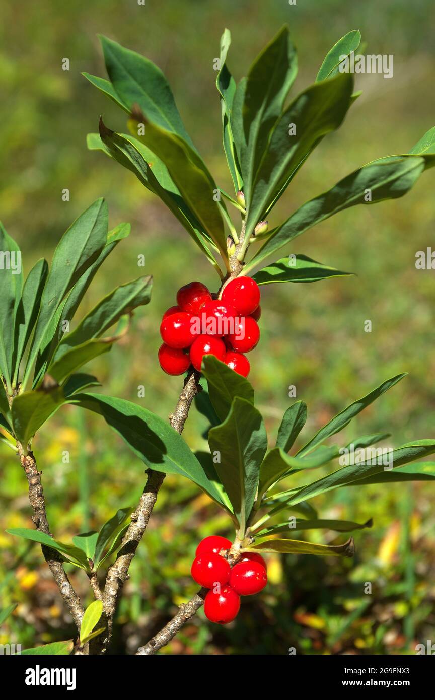 Daphne leaf hi-res stock photography and images - Alamy