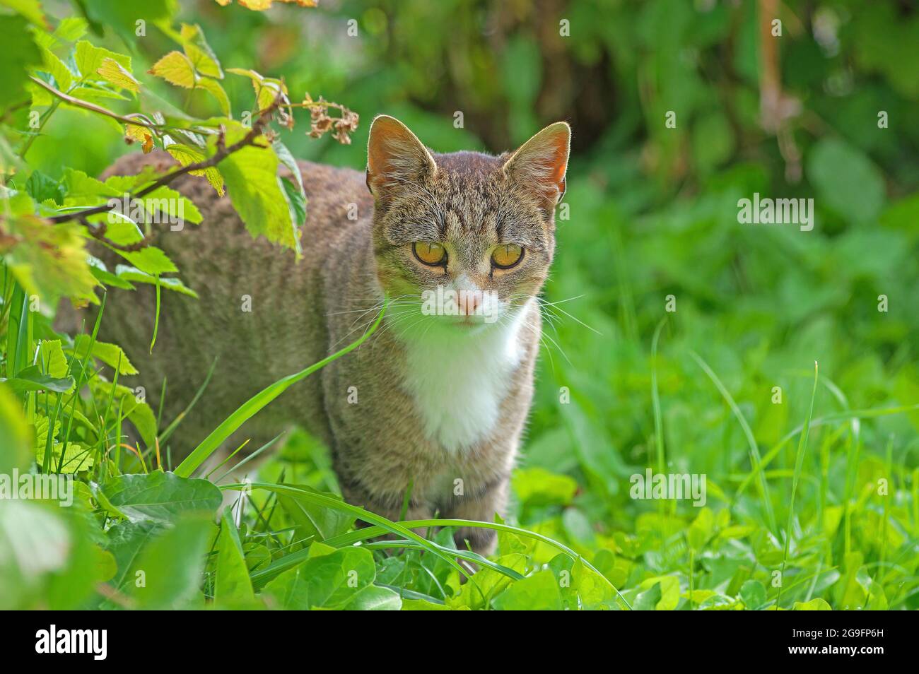 Natural cat hi-res stock photography and images - Alamy