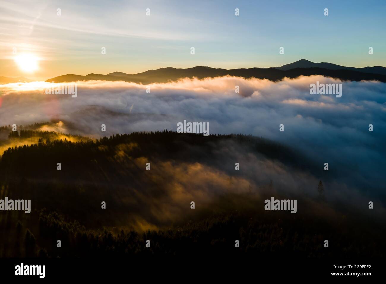 Aerial view of dark green pine trees in spruce forest with sunrise rays ...