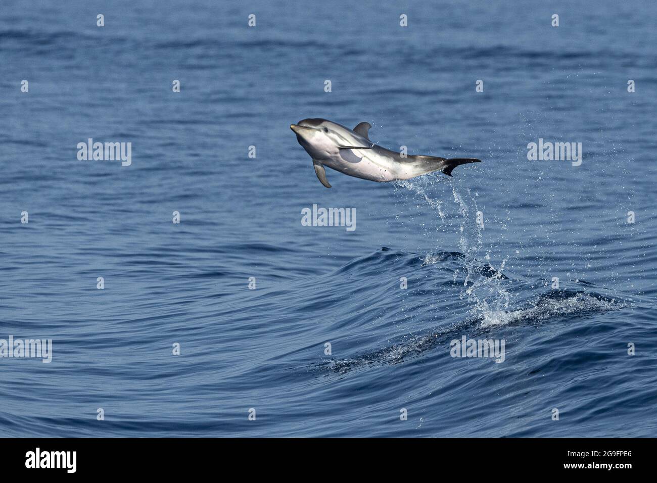 striped dolphin jumping outside the sea Stock Photo - Alamy