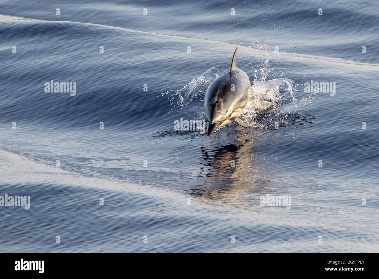 striped dolphin jumping outside the sea Stock Photo - Alamy