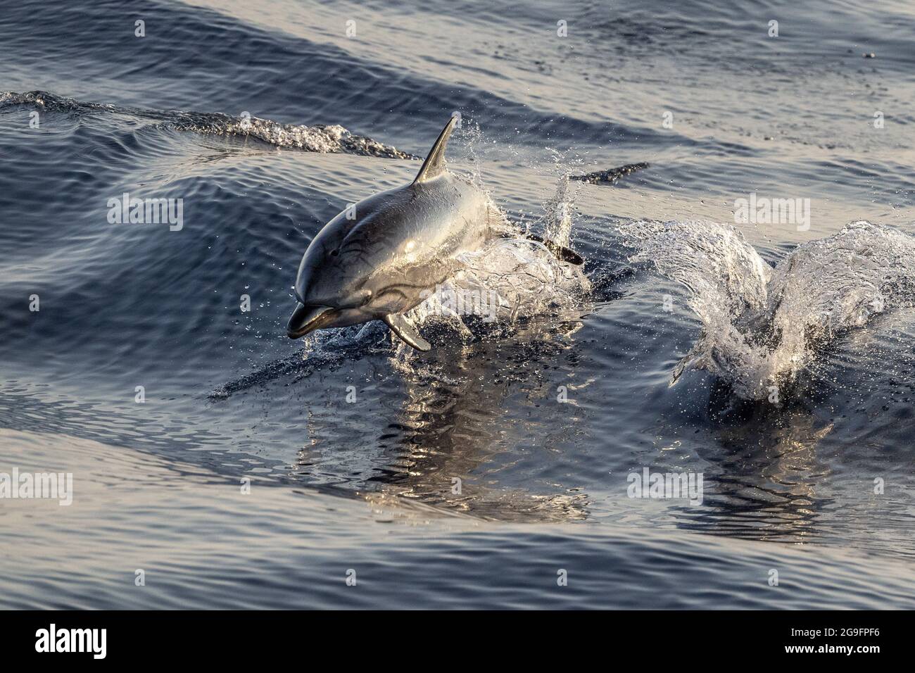 striped dolphin jumping outside the sea Stock Photo - Alamy