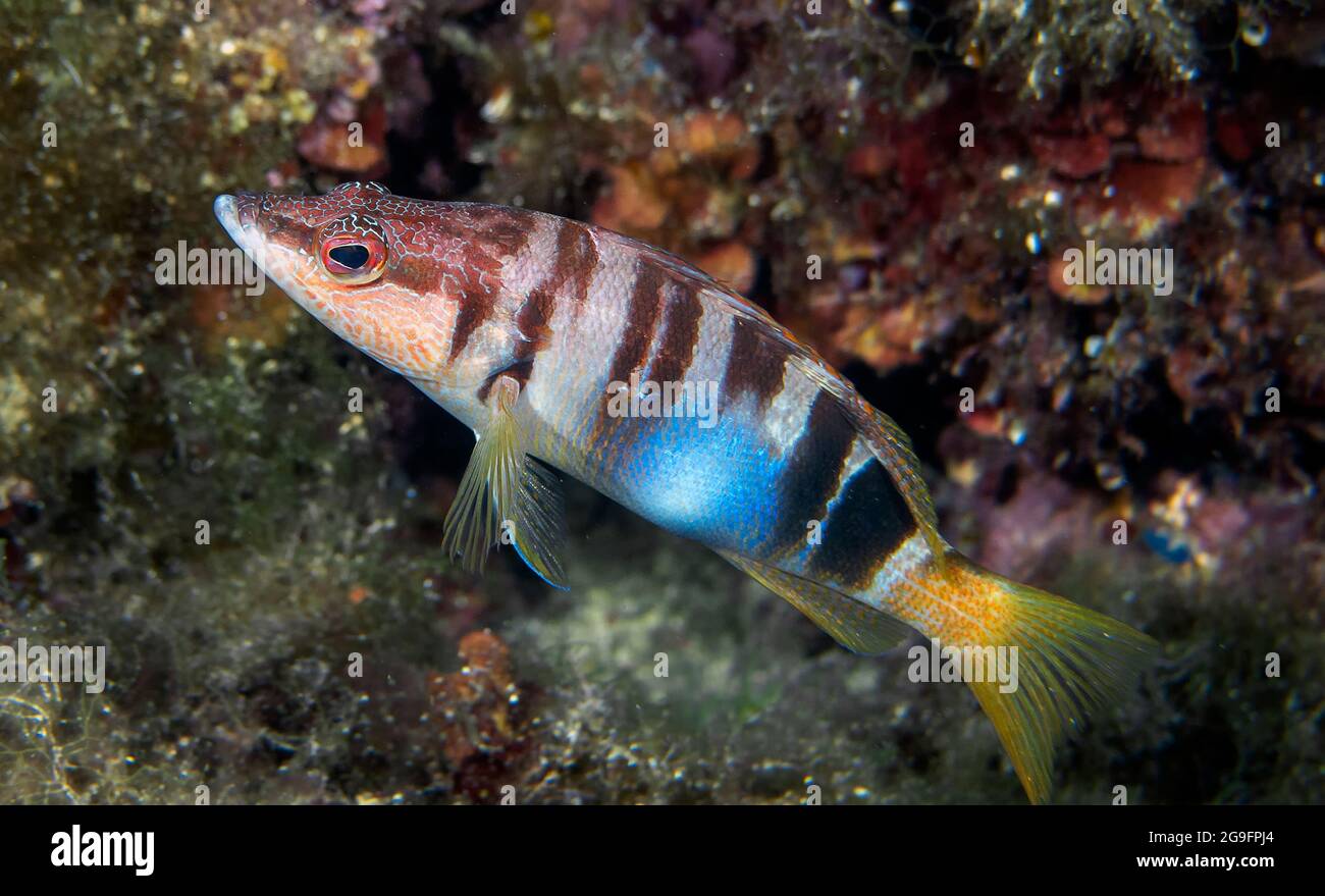 Comber fish in the mediterranean sea hi-res stock photography and ...