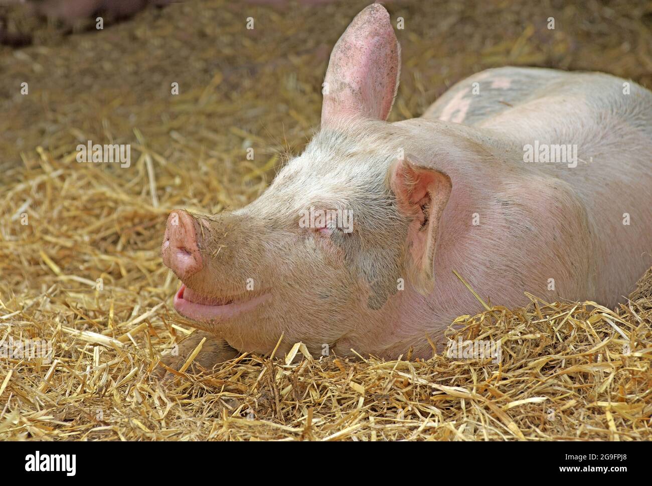 Smiling pig hi-res stock photography and images - Alamy
