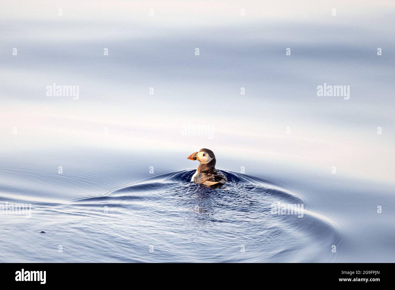 Puffin at sunset in mediterranean ligurian sea ultra rare to see Stock ...