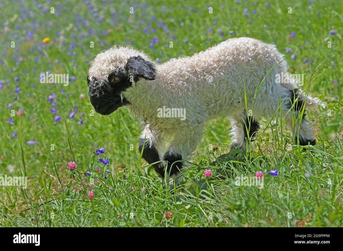 Swiss valais blacknose sheep hi-res stock photography and images - Alamy