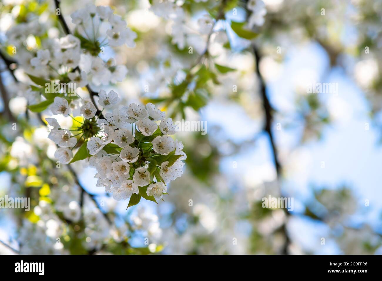 Fruit tree twigs with blooming white and pink petal flowers in spring ...