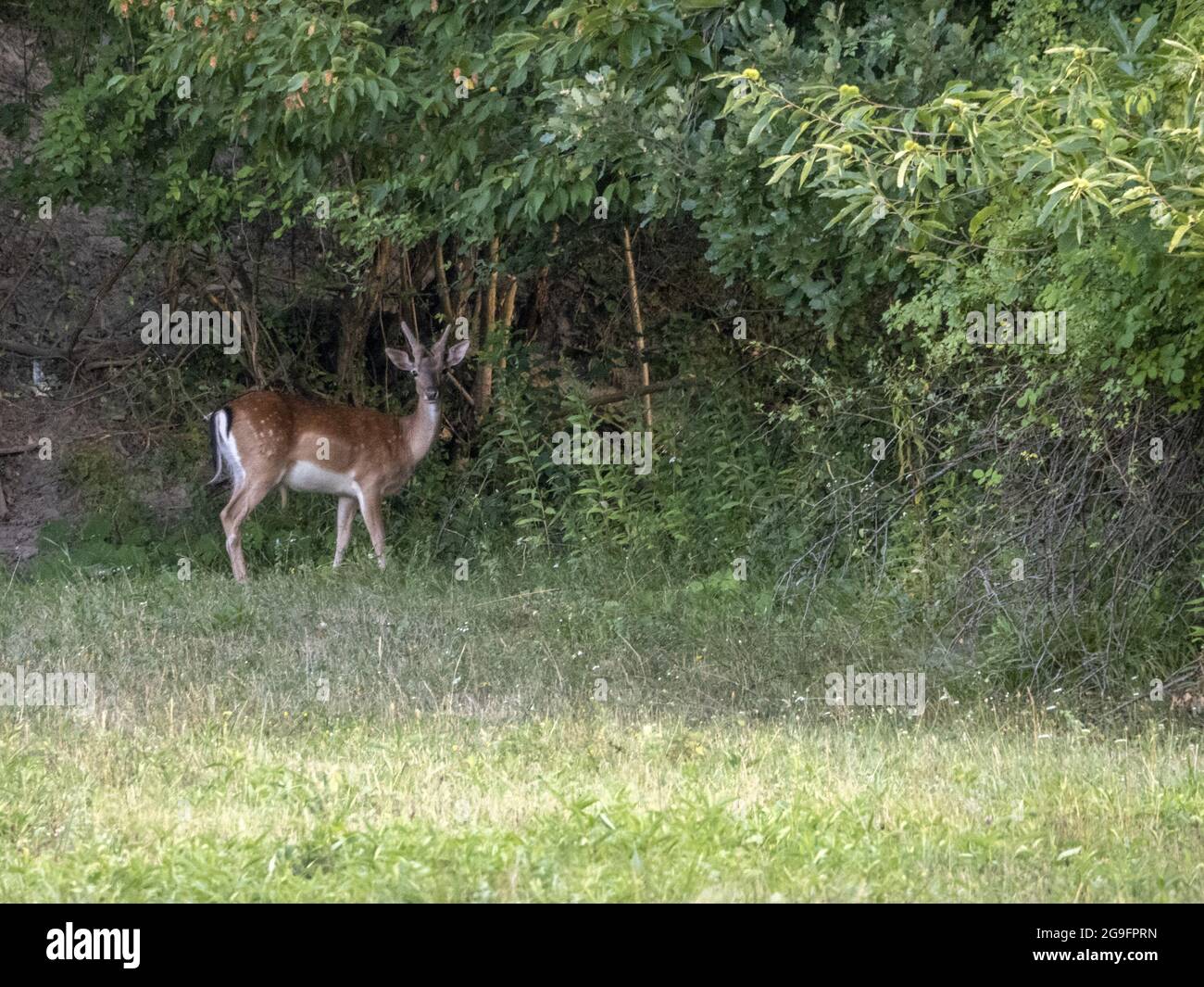 young male Fallow deer on green forest background portrait from flower ...