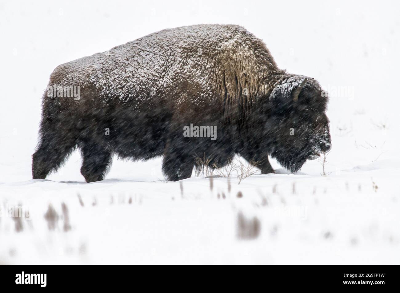 Bison in a snow storm in Yellowstone Stock Photo - Alamy