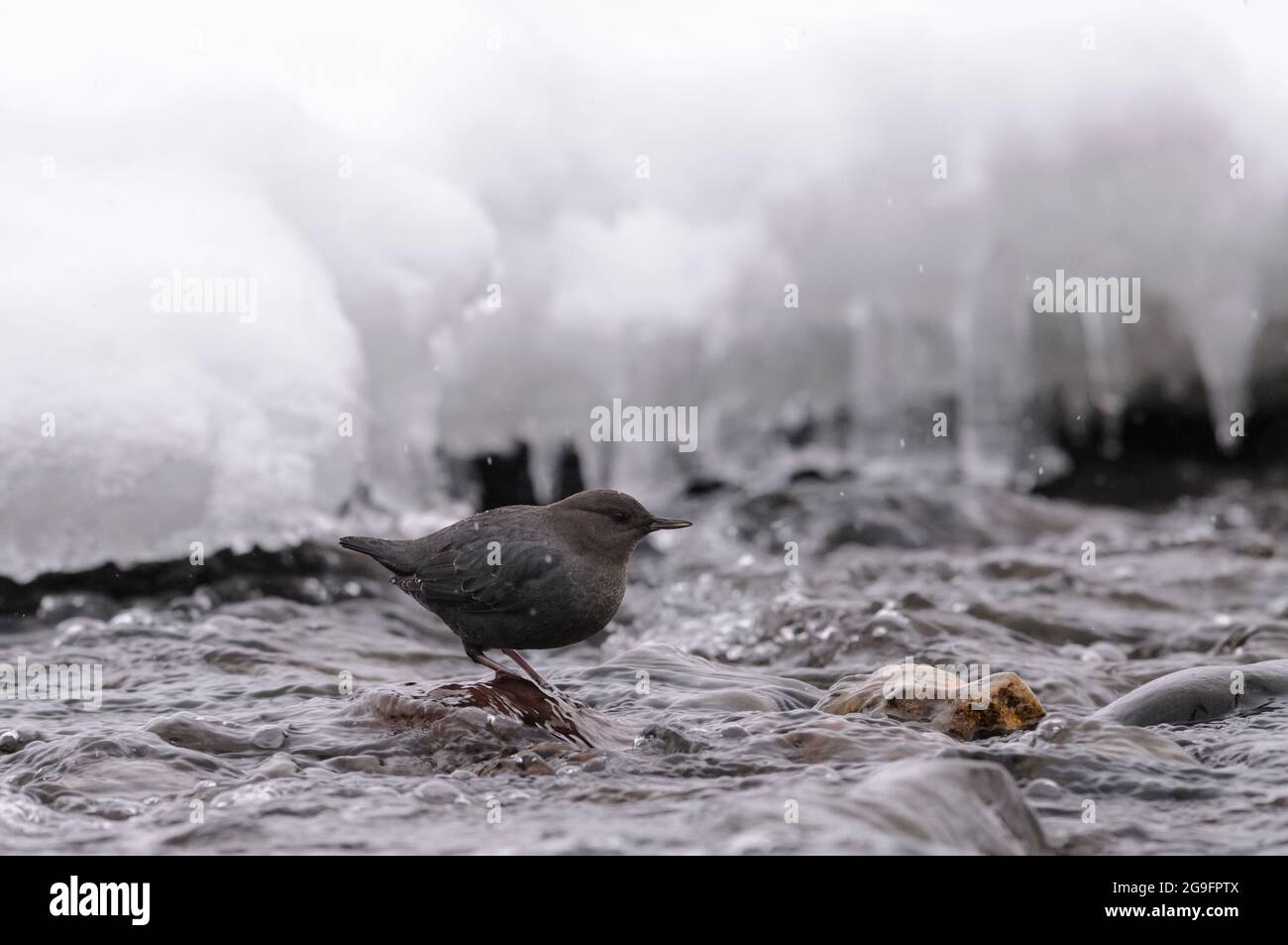 Dipper water hi-res stock photography and images - Alamy