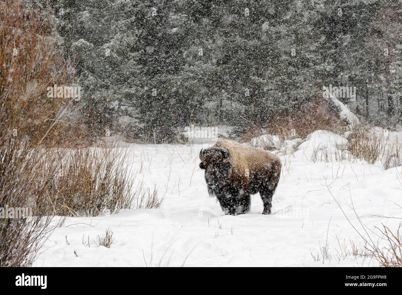 Bison snow trees hi-res stock photography and images - Alamy