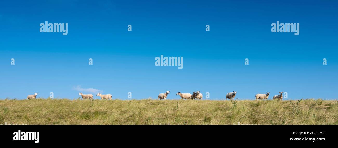Grass dike hi-res stock photography and images - Alamy