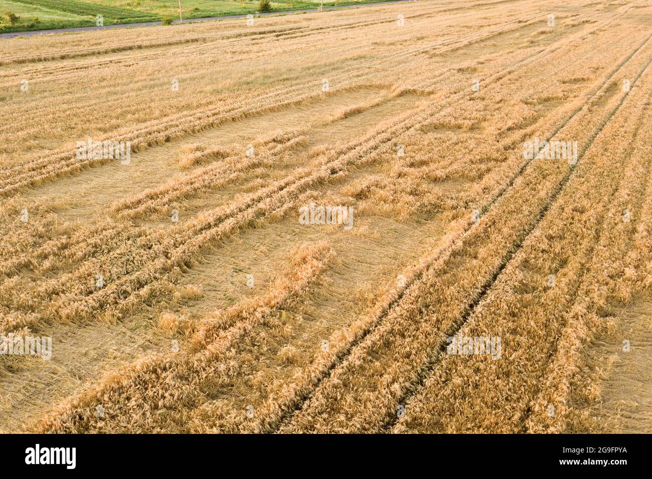 Wind damaged crops hi-res stock photography and images - Alamy