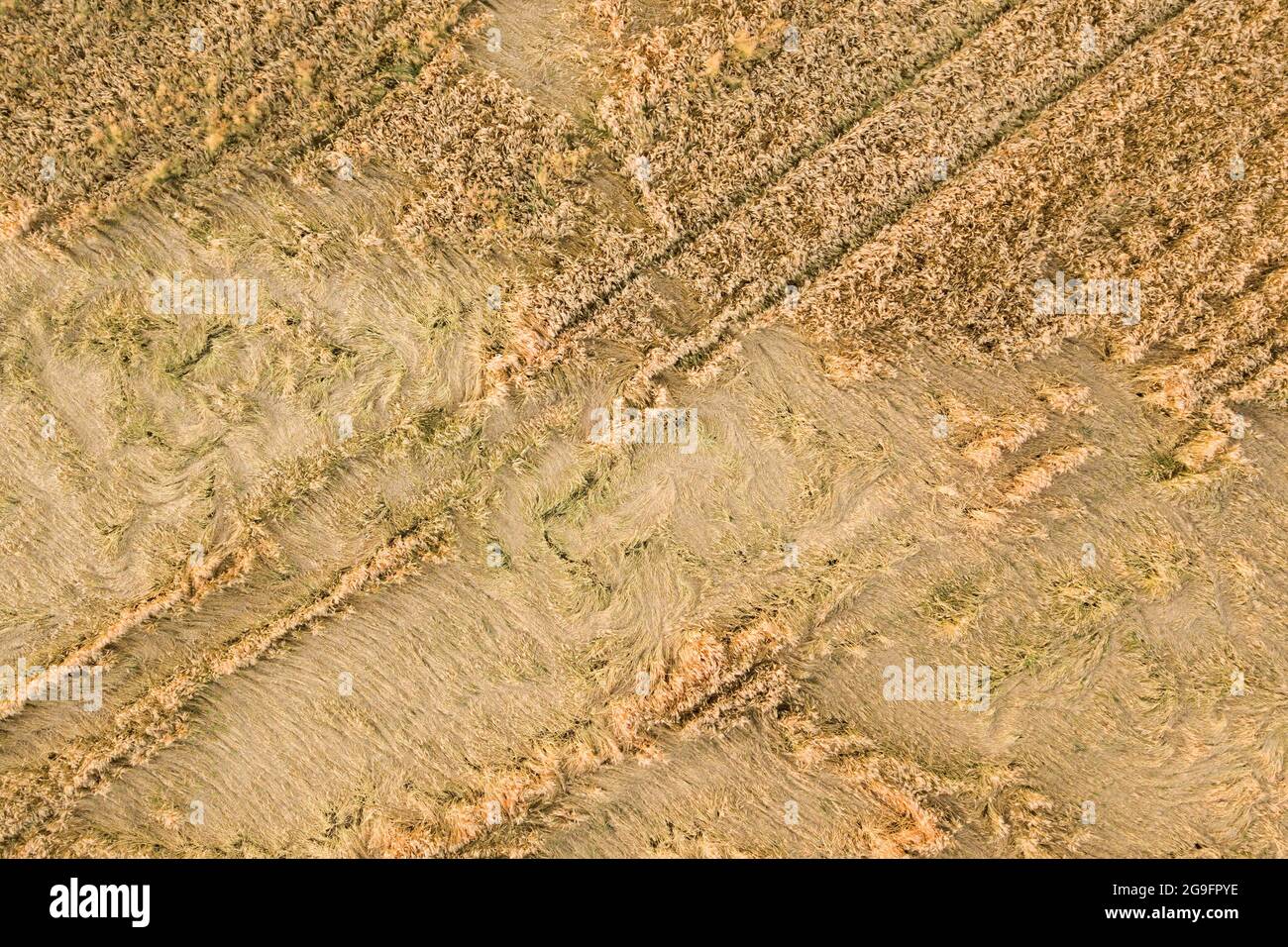 Aerial view of ripe farm field ready for harvesting with fallen down ...