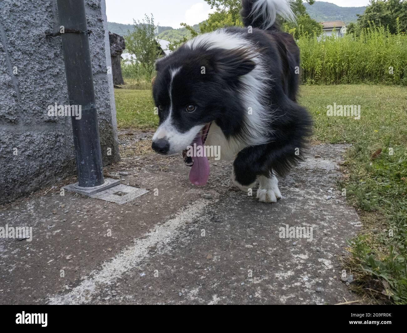 young border collie dog in the garden Stock Photo - Alamy