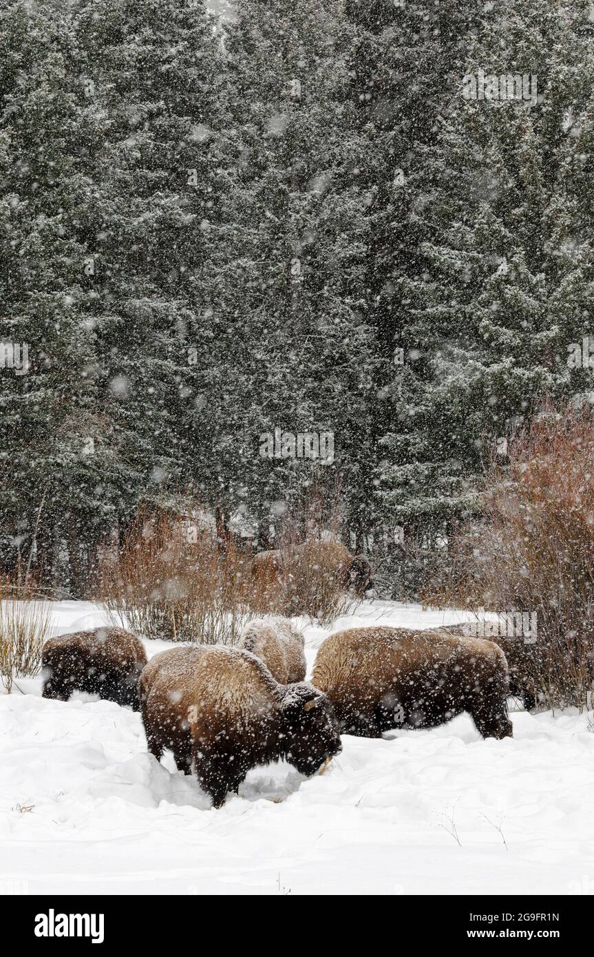 Bison in a snow storm hi-res stock photography and images - Alamy