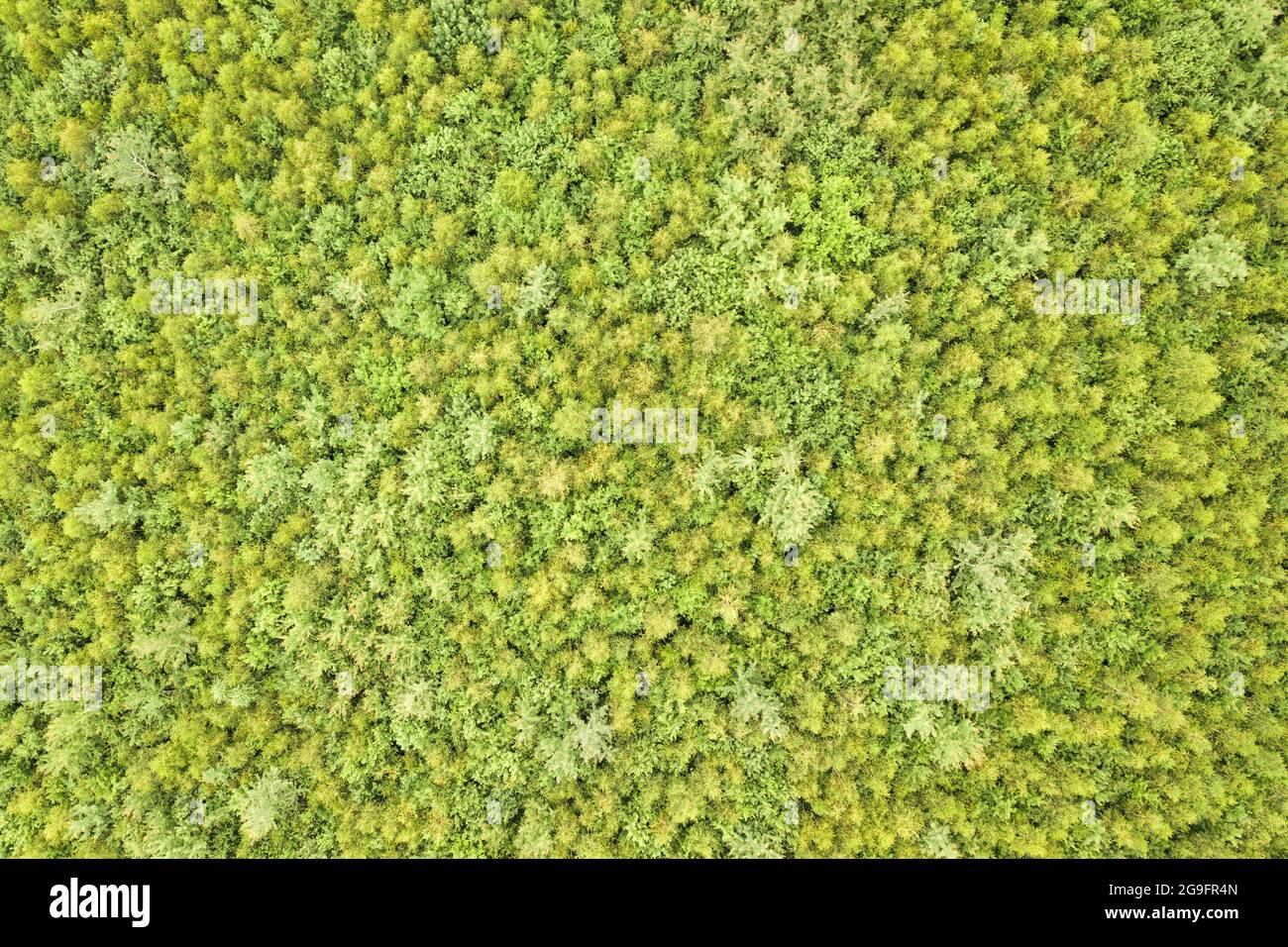 Top down aerial view of green summer forest with canopies of many fresh ...