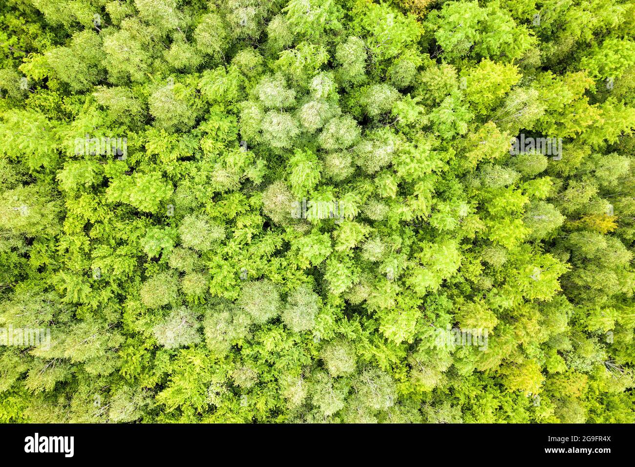 Top down aerial view of green summer forest with canopies of many fresh ...