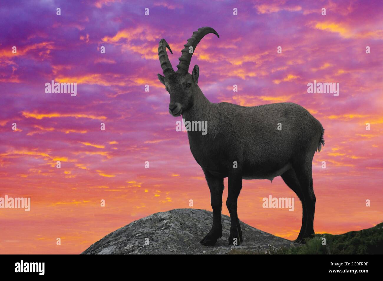 Young Alpine Ibex (Capra ibex) at dawn before sunrise over the ...