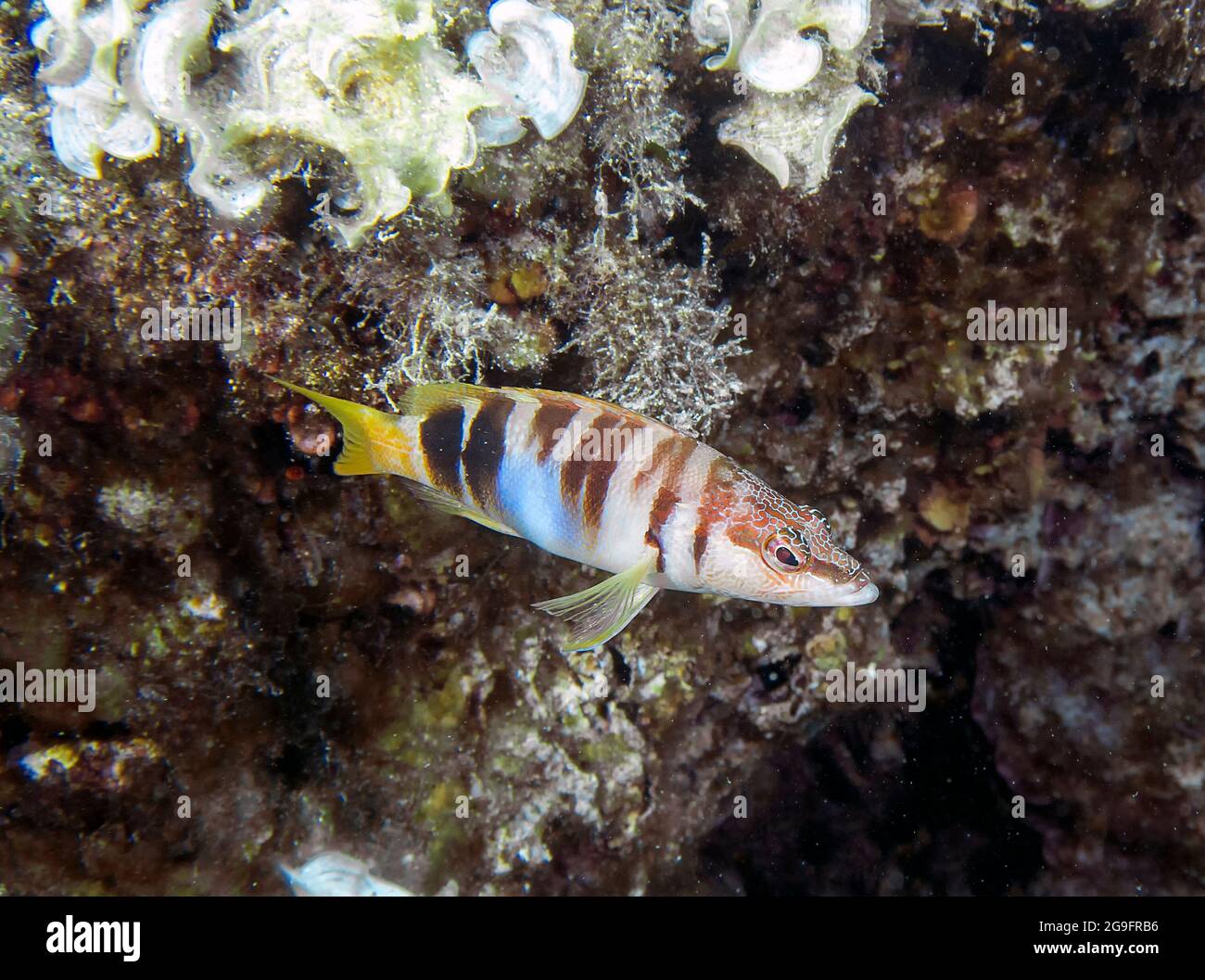 Comber fish in the mediterranean sea hi-res stock photography and ...