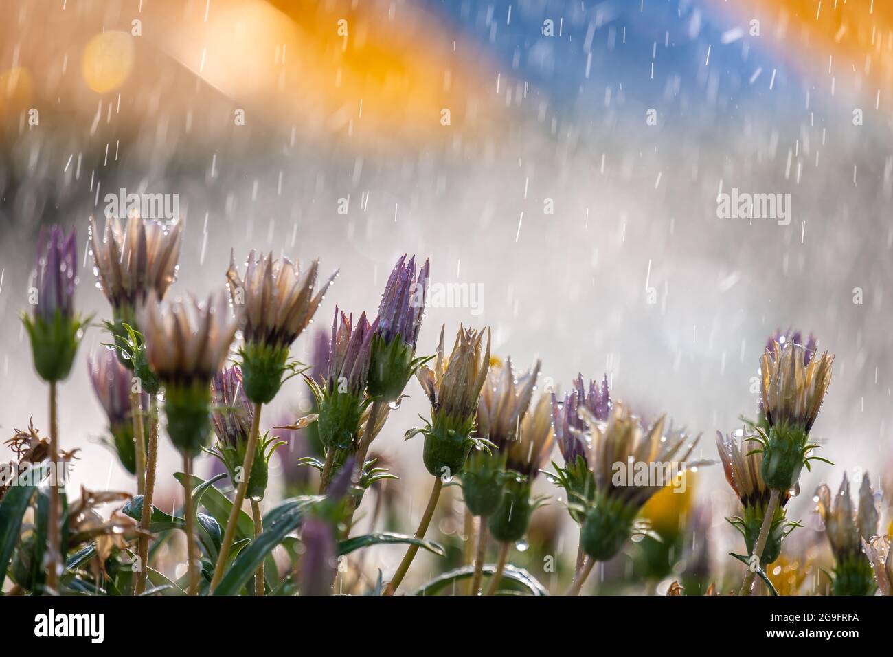 Closeup of rain droplets falling down on colorful flowers in summer ...