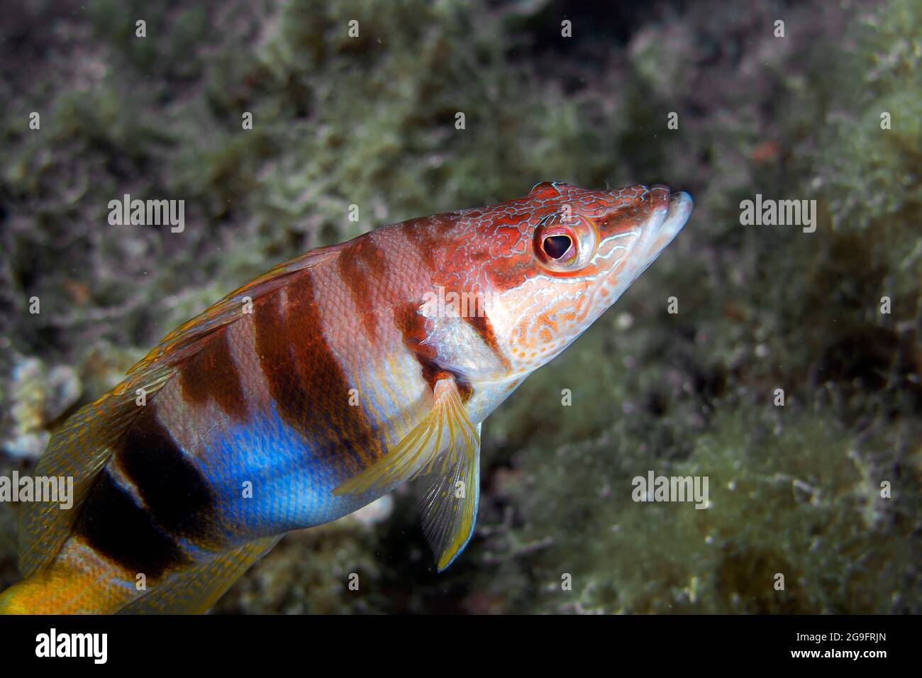 Comber fish in the mediterranean sea hi-res stock photography and ...