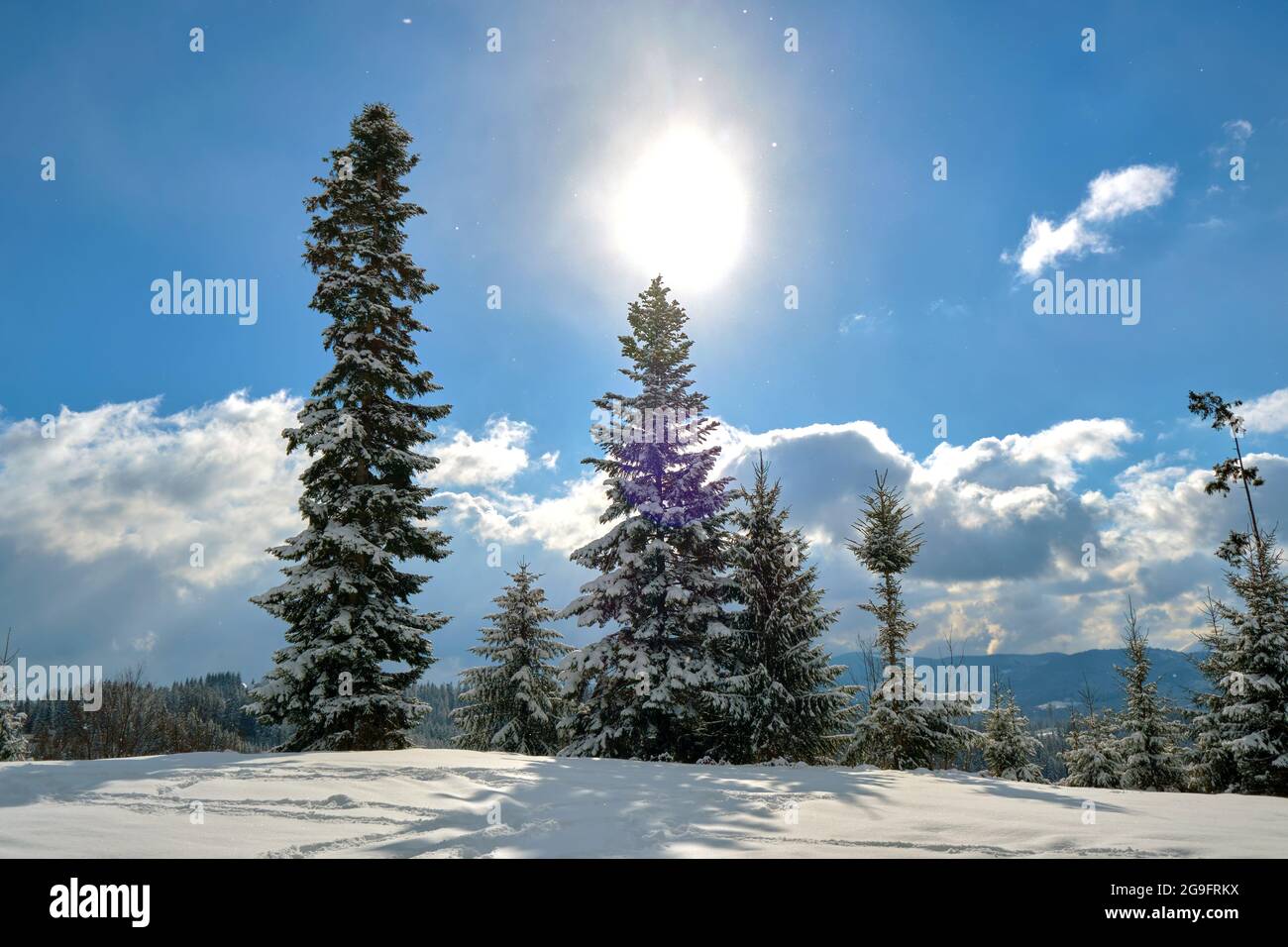 Bright winter landscape with pine trees covered with fresh fallen snow ...