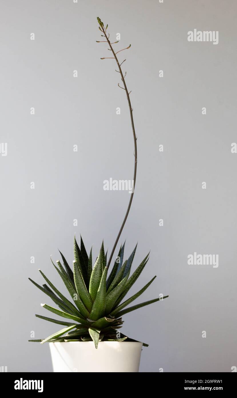 Aloe plant with long stem going to bloom on white background Stock ...