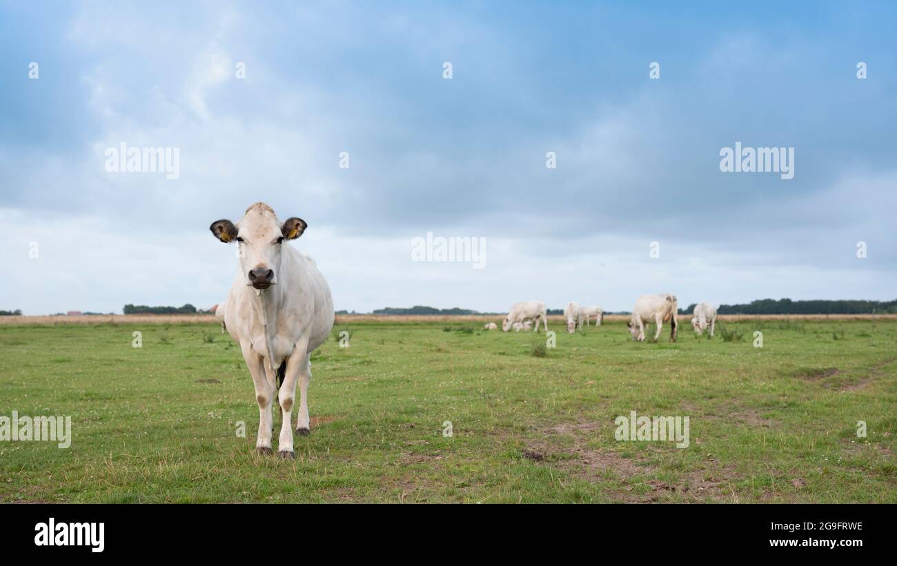 herd of white cows on the island of texel under blue sky with clouds in ...