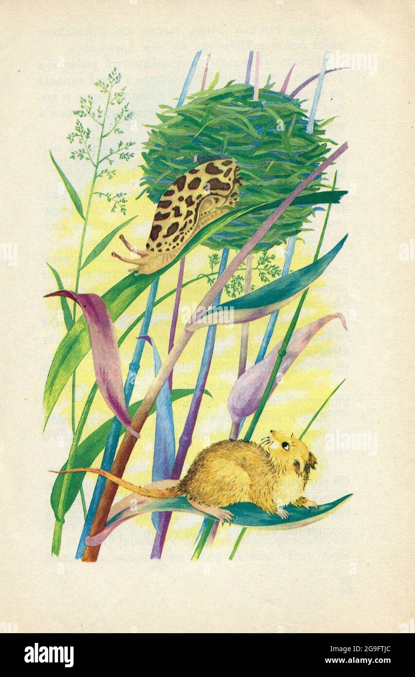 The Russian folk tale "Mouse Peak", by Vitaly Valentinovich Bianki ...