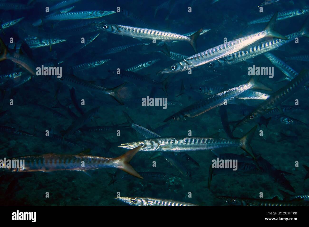 Yellowmouth barracuda sphyraena viridensis hi-res stock photography and ...