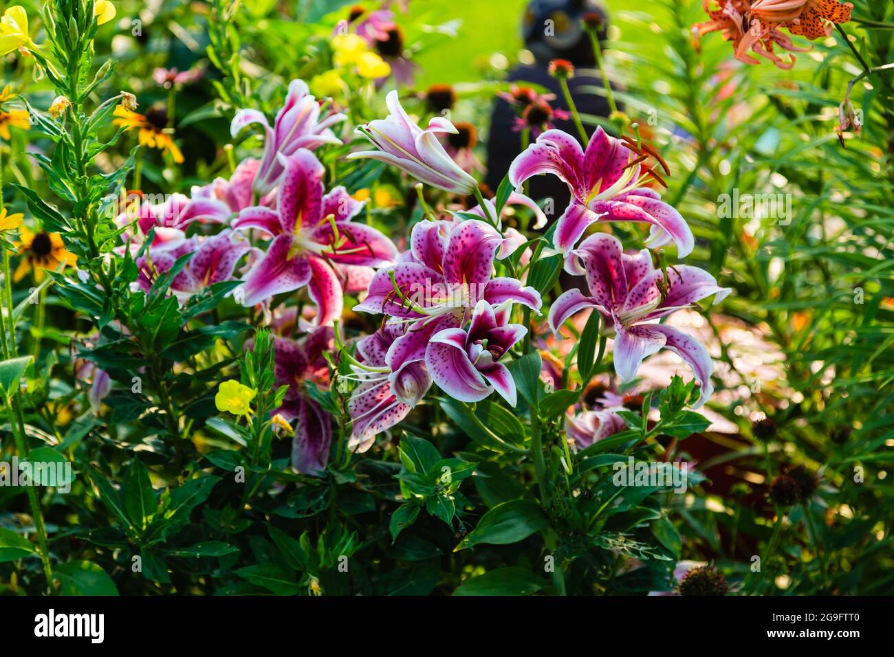 Newly opened flower hi-res stock photography and images - Alamy