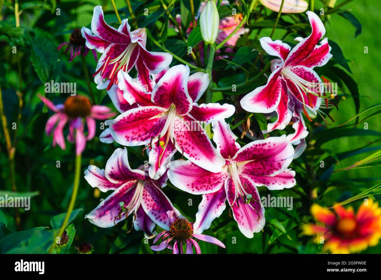 Lily star gazer hi-res stock photography and images - Alamy