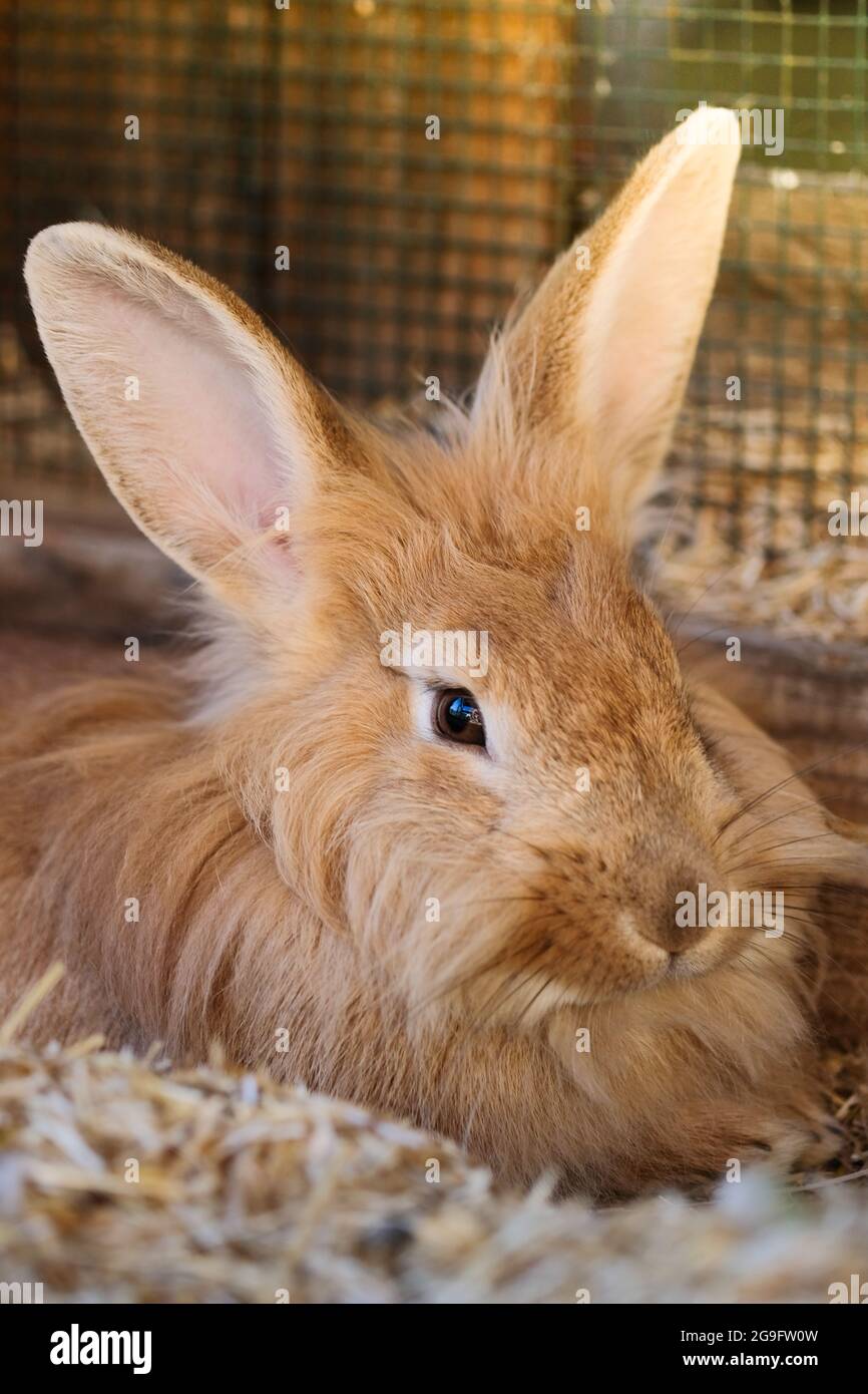 Grey rabbit inside cage hi-res stock photography and images - Alamy