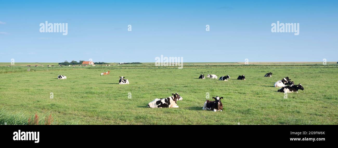 young spotted cows in green grass of meadow under blue sky on dutch ...