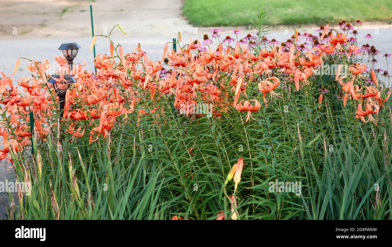 the front Tiger Lily garden in now in full bloom Stock Photo - Alamy