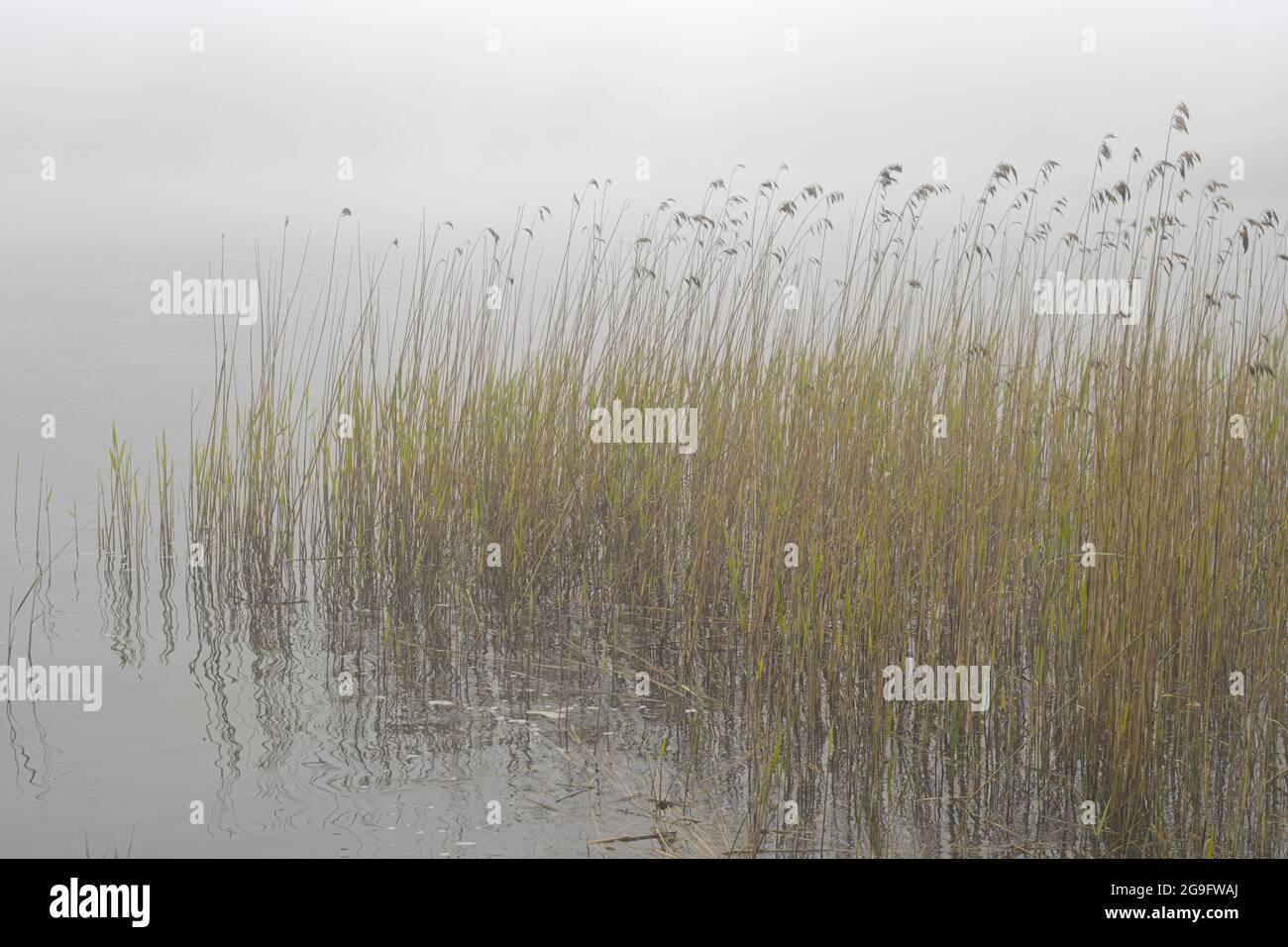 Common waterside plant hi-res stock photography and images - Alamy