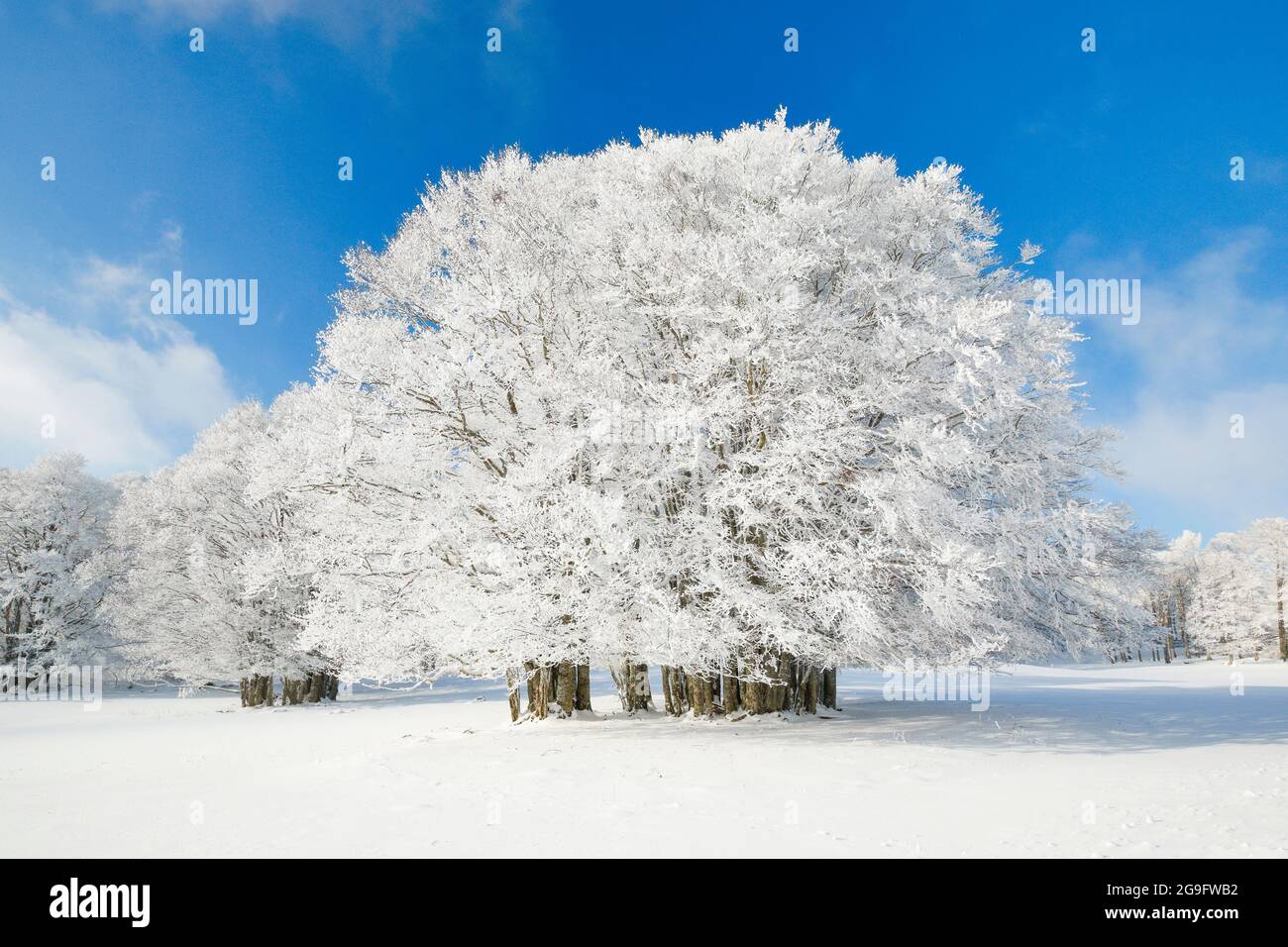 Switzerland europe beech trees beeches hi-res stock photography and ...