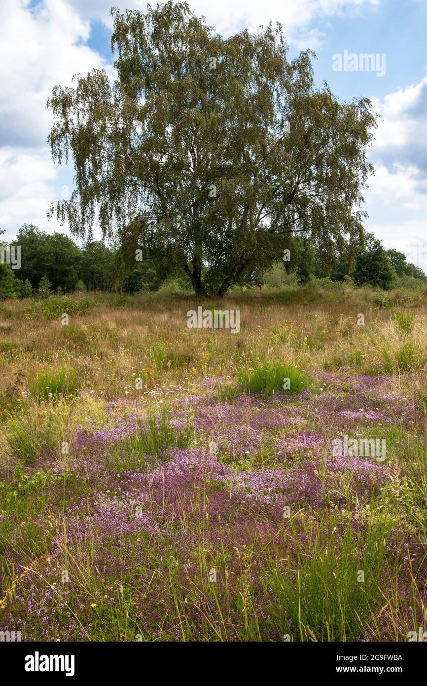 Feld tree hi-res stock photography and images - Alamy