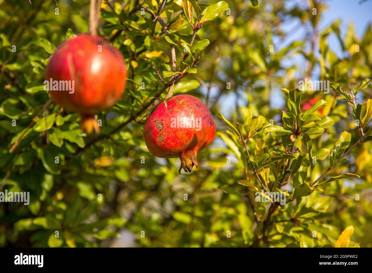 Nar Fruit High Resolution Stock Photography and Images - Alamy