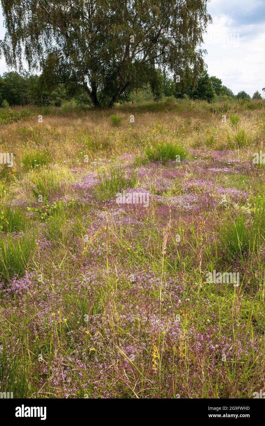 Feld tree hi-res stock photography and images - Alamy