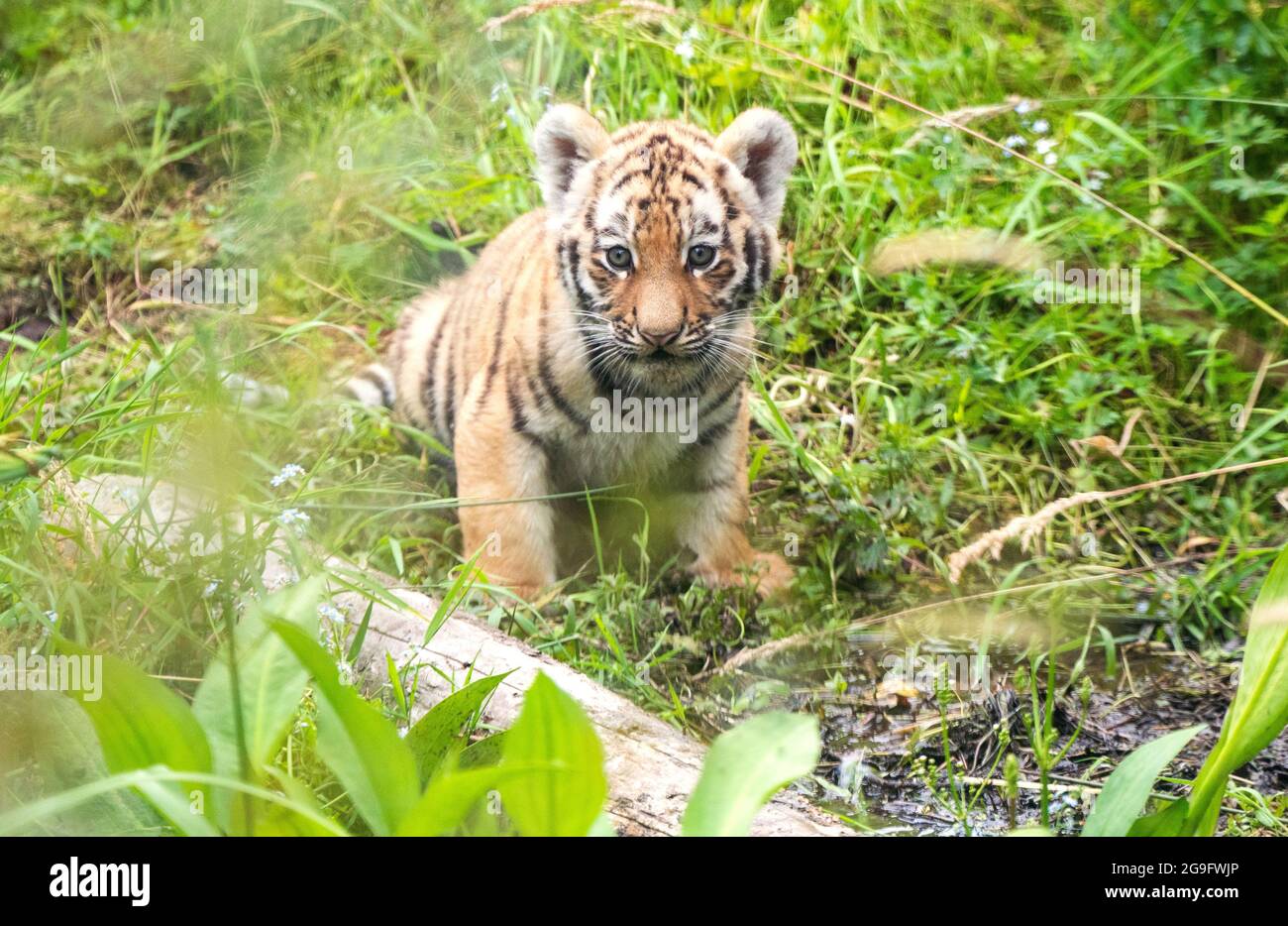 One of three Amur tiger cubs explores their outside enclosure for the ...