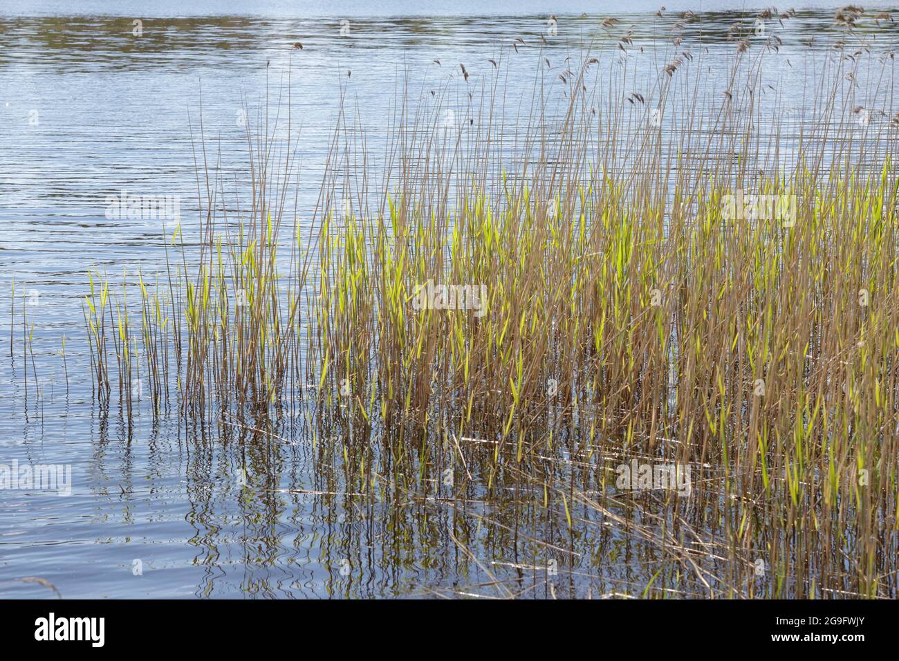 Common waterside plant hi-res stock photography and images - Alamy