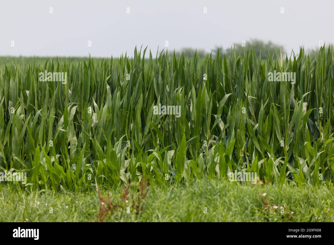 Middle of corn field hi-res stock photography and images - Alamy